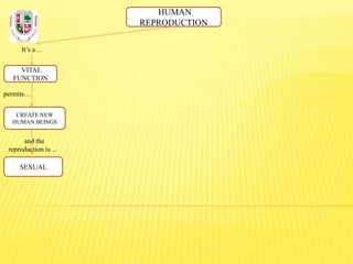 Human reproduction. diagram. english | PDF