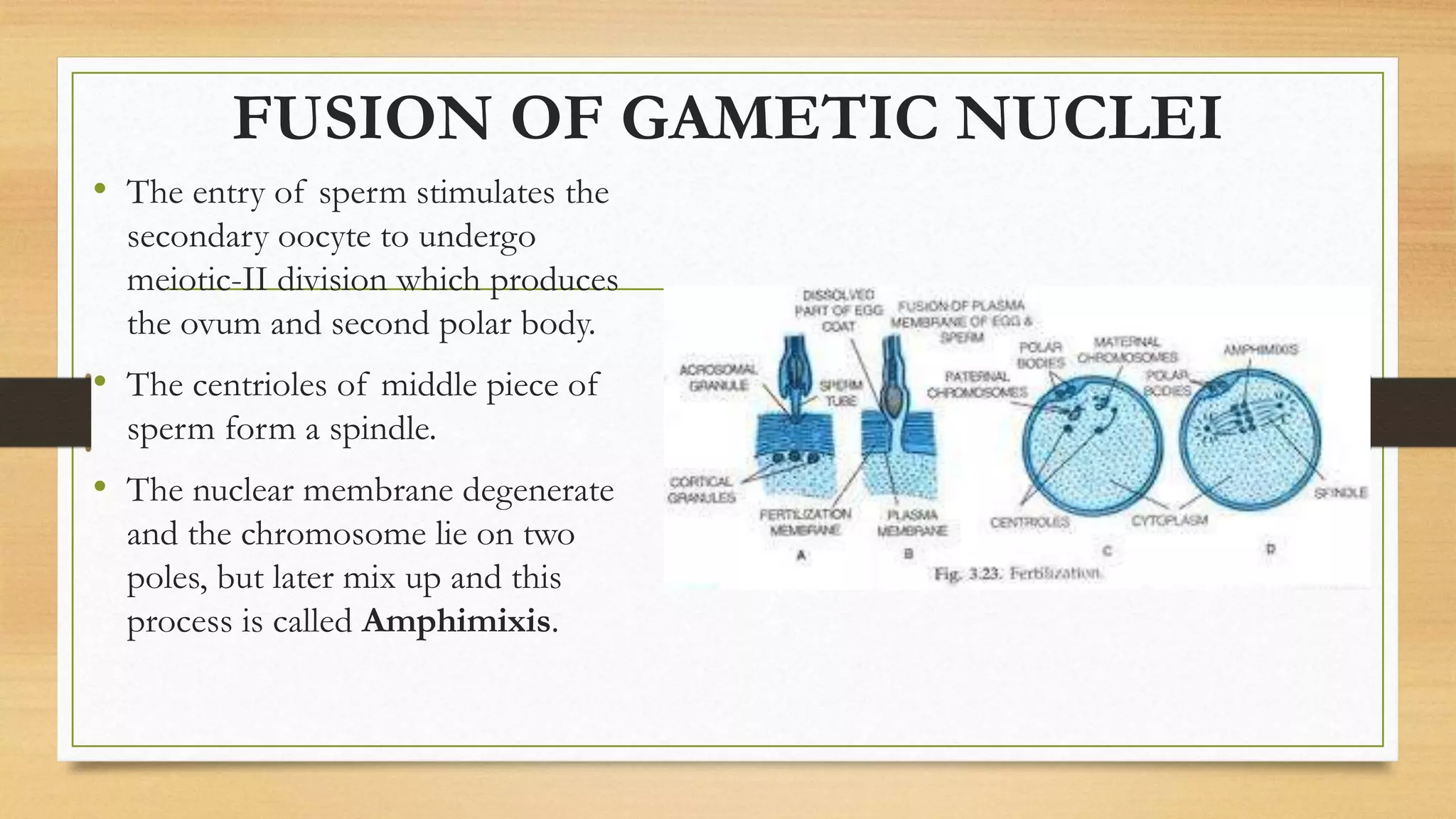 Human reproduction-III | PPTX