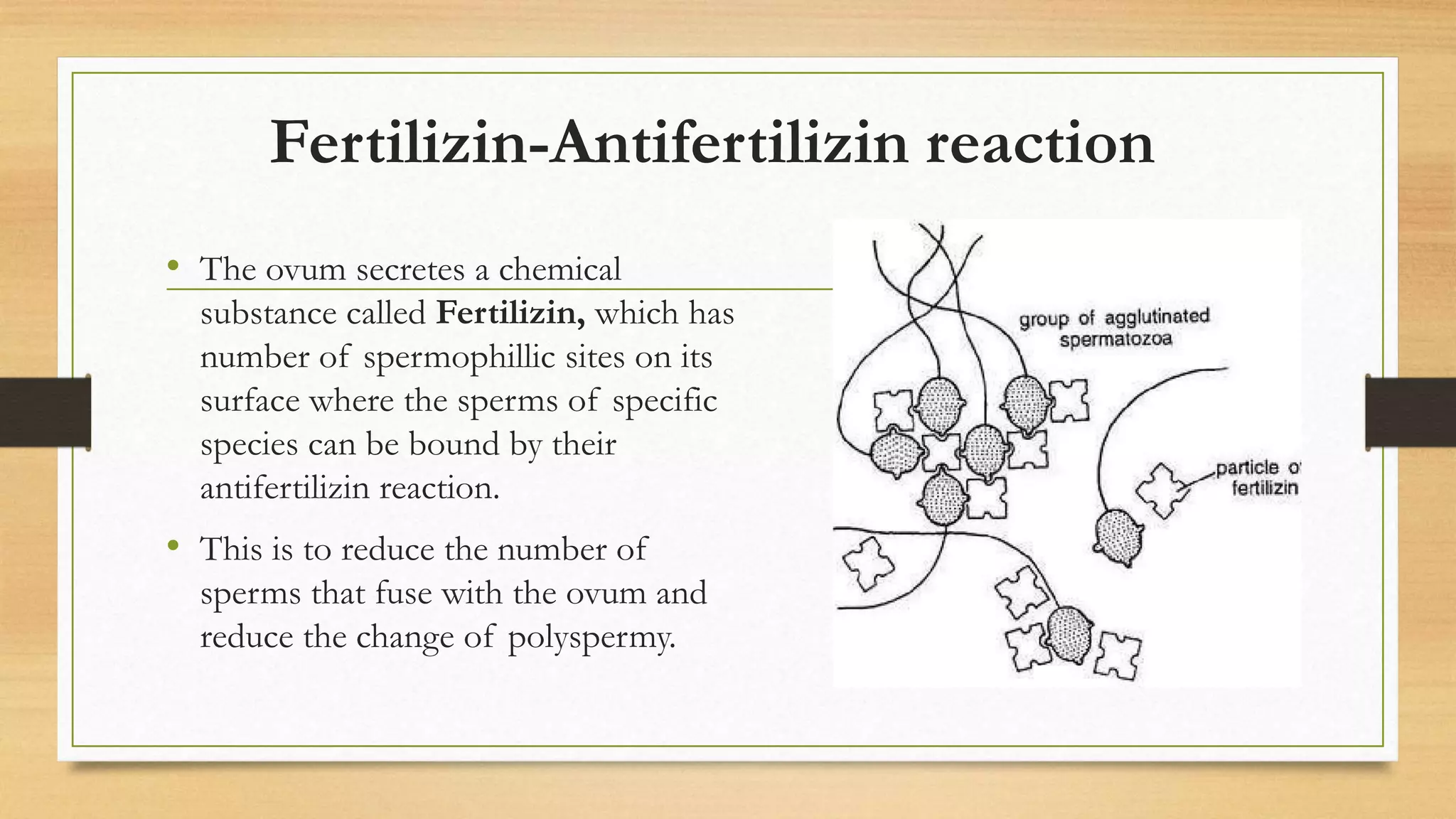 Human reproduction-III | PPTX