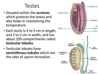 Human Reproduction | PPTX