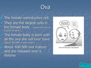 Human_Reproduction (1).ppt