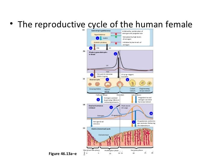 The Reproductive Cycle Diagram