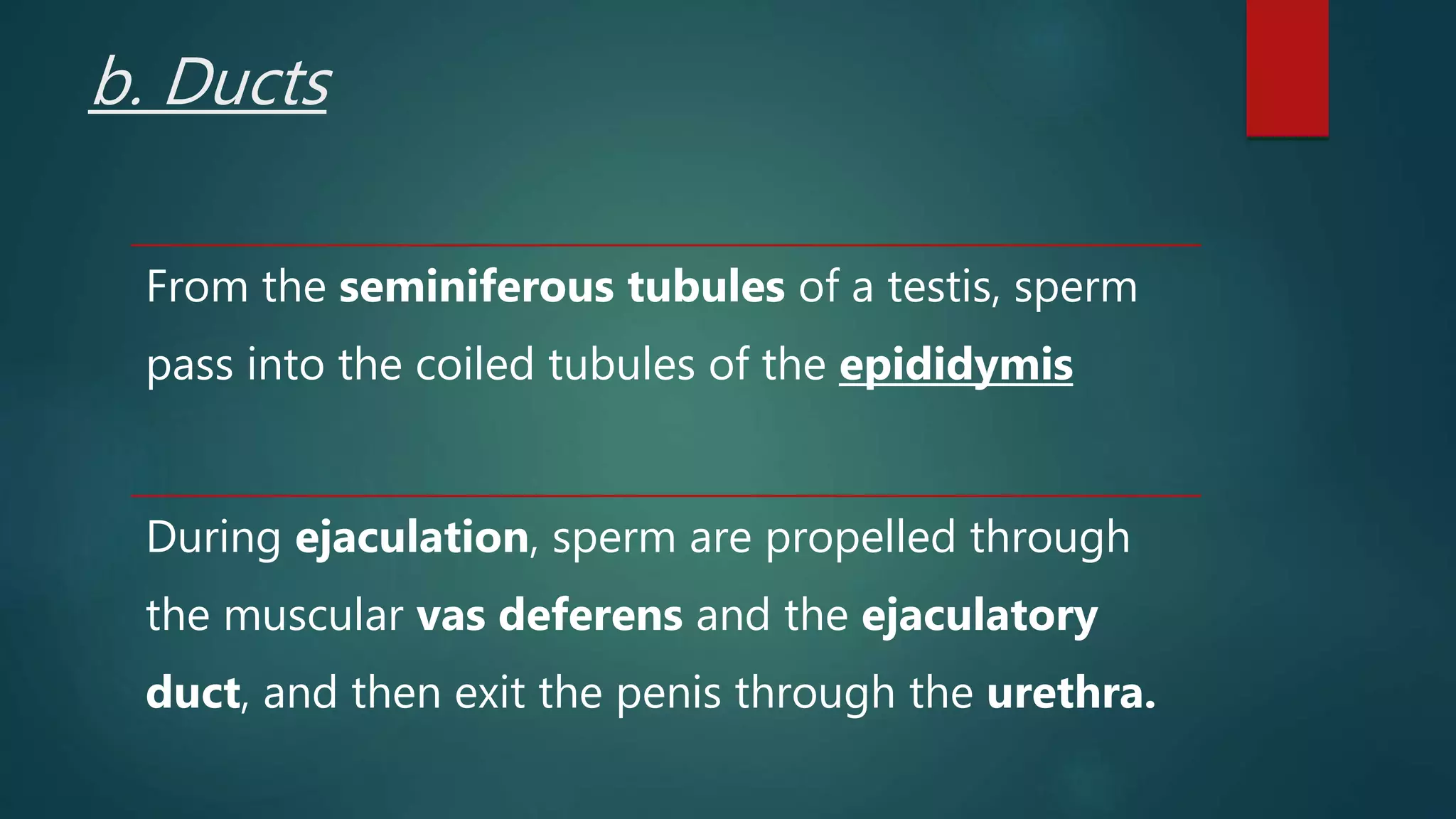 HUMAN REPRODUCTION | PPTX