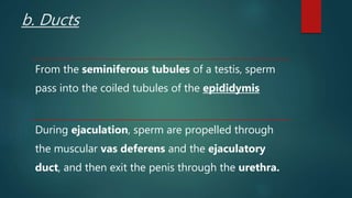 HUMAN REPRODUCTION | PPTX