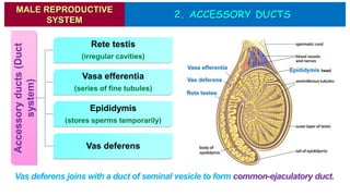 Human reproduction by BNP.pdf
