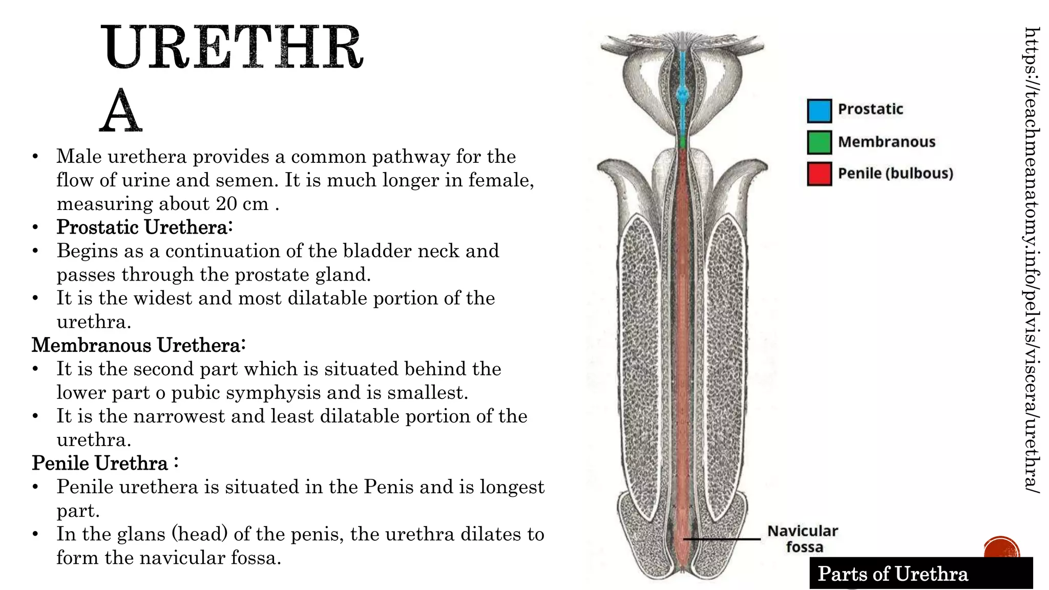 Human reproduction Complete Chapter | PPTX