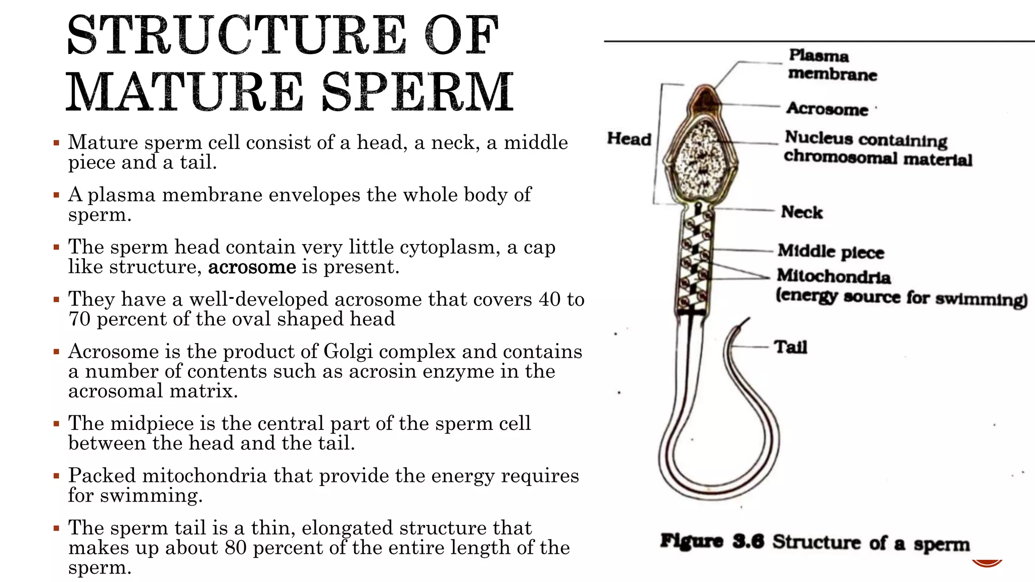Human reproduction Complete Chapter | PPTX