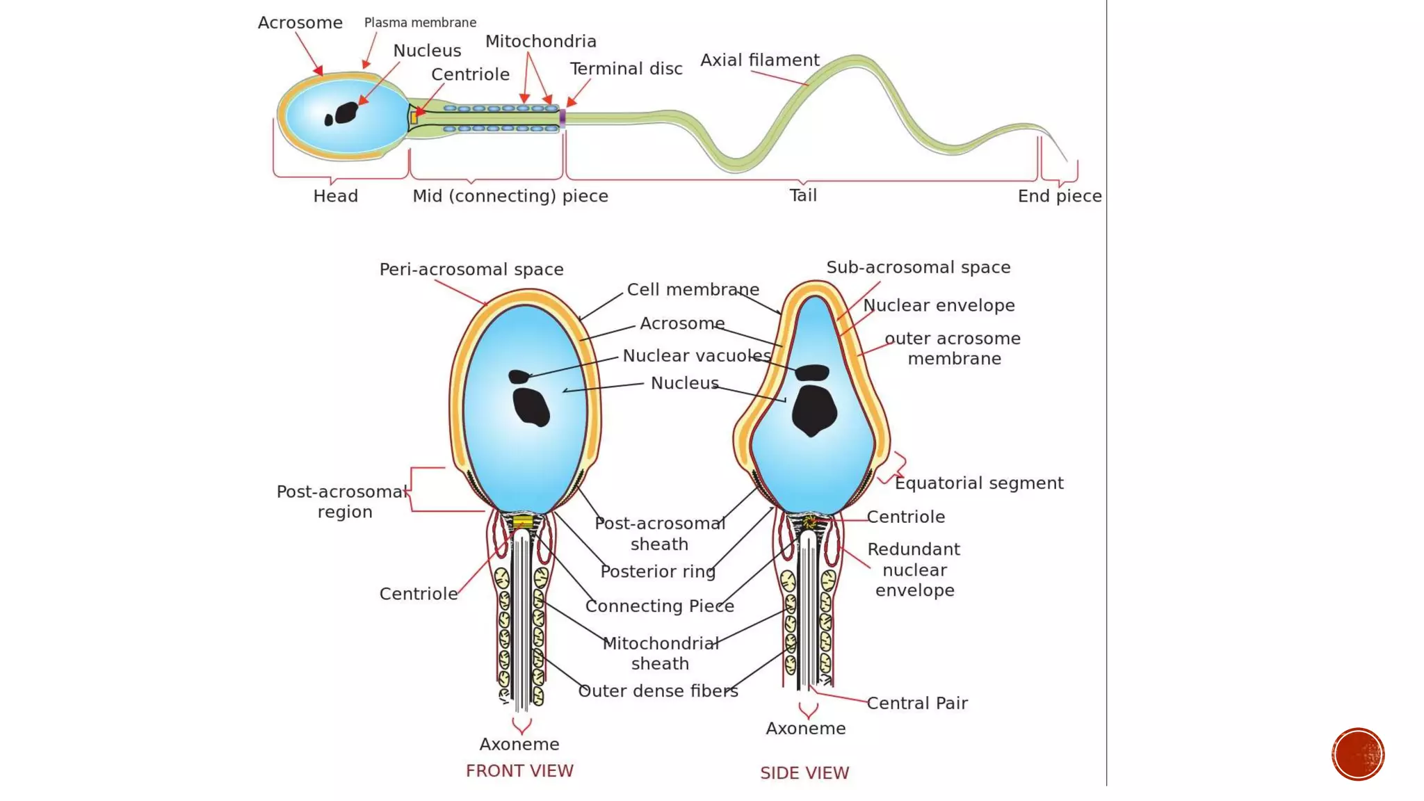 Human reproduction Complete Chapter | PPTX