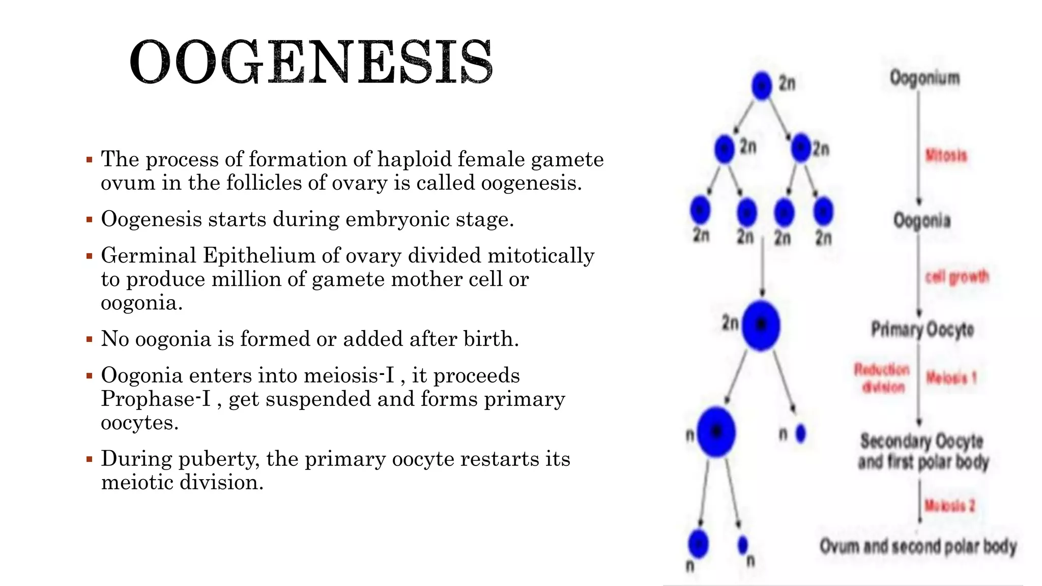 Human reproduction Complete Chapter | PPTX