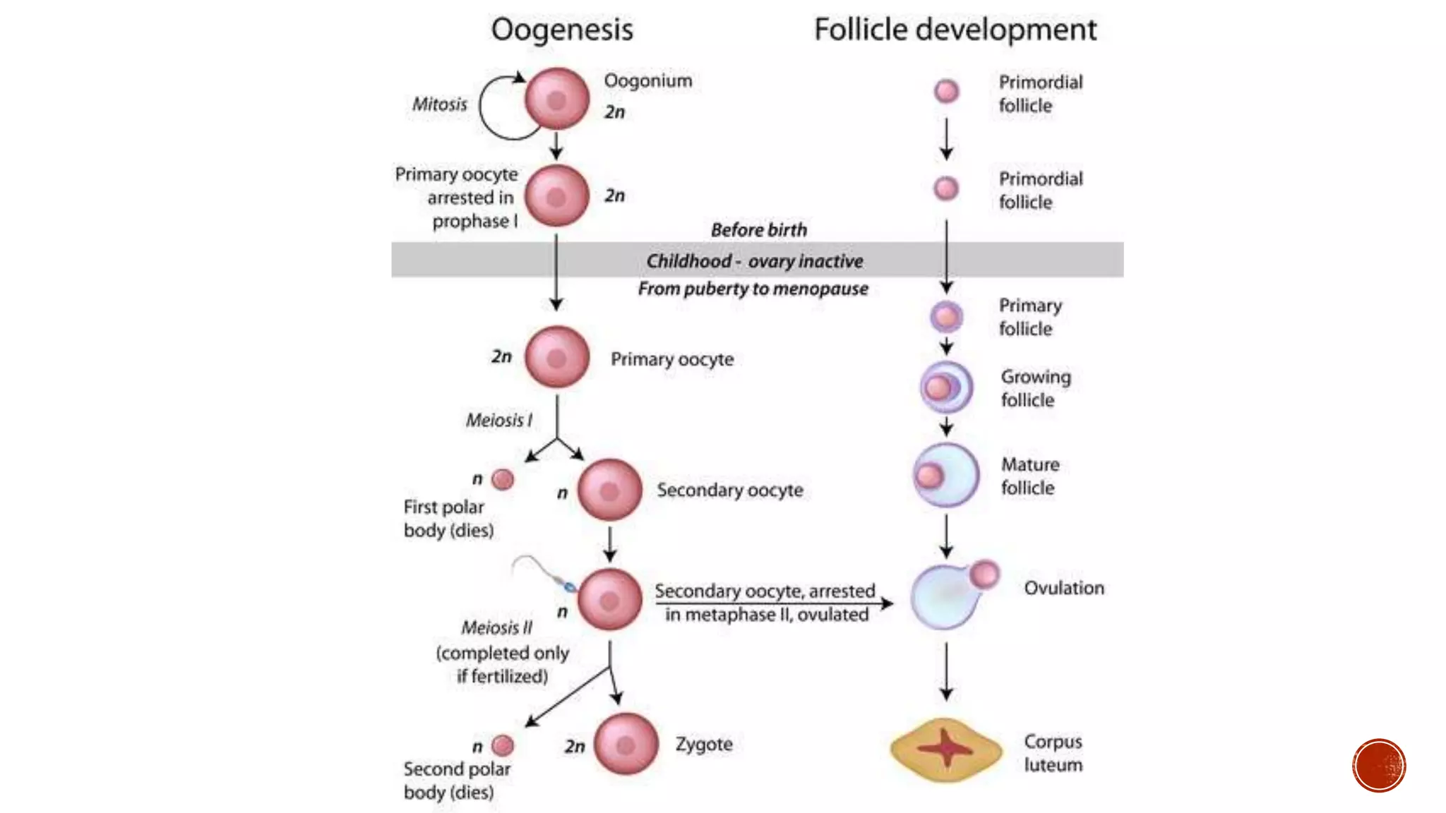 Human reproduction Complete Chapter | PPTX