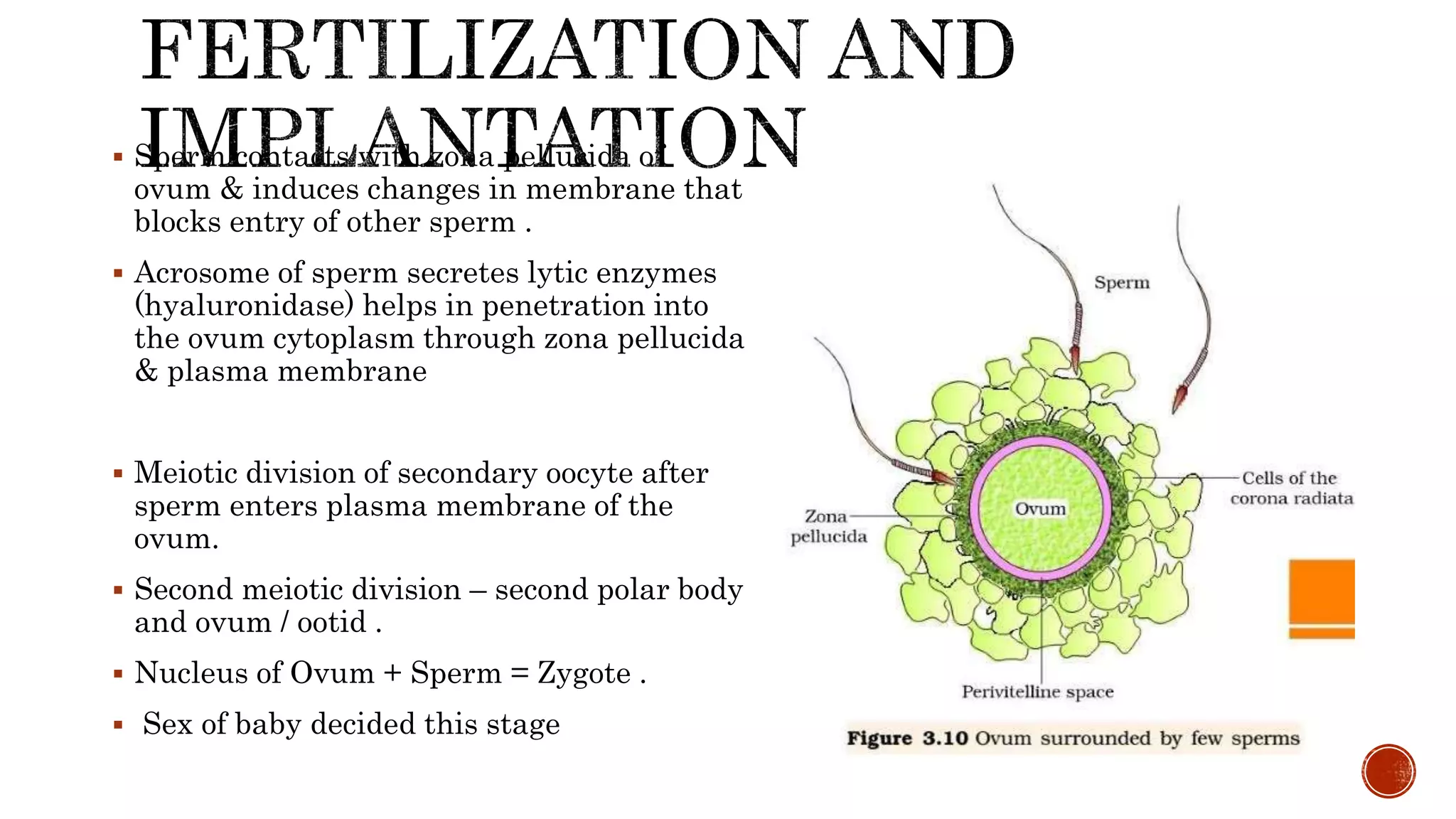 Human reproduction Complete Chapter | PPTX