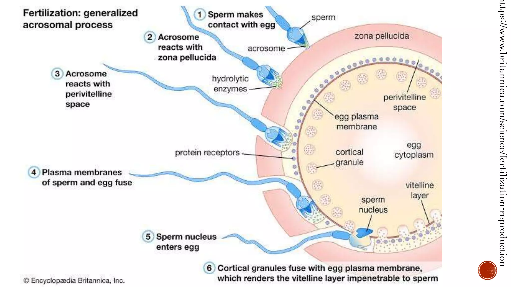 Human reproduction Complete Chapter | PPTX
