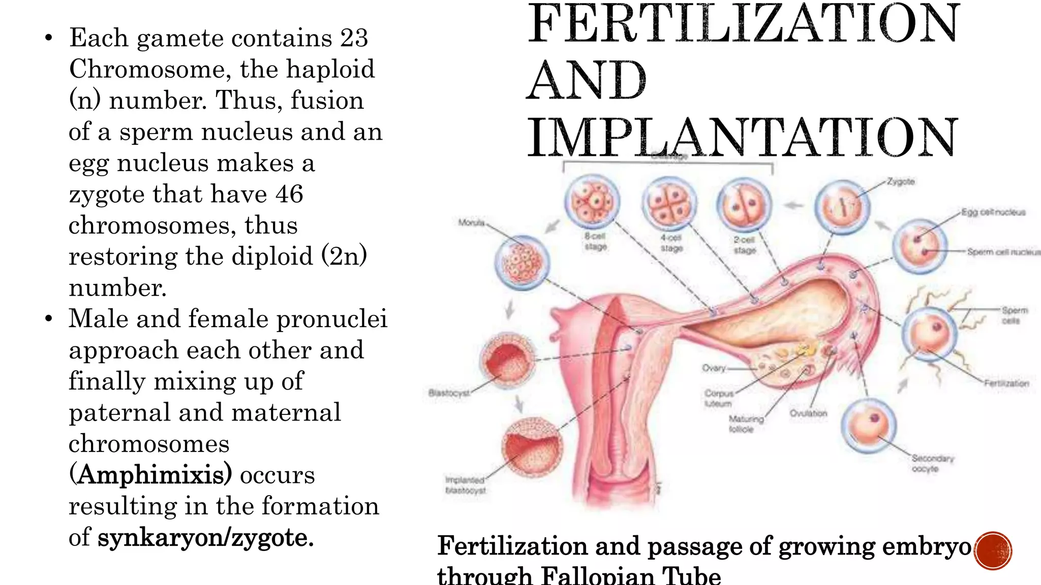 Human reproduction Complete Chapter | PPTX