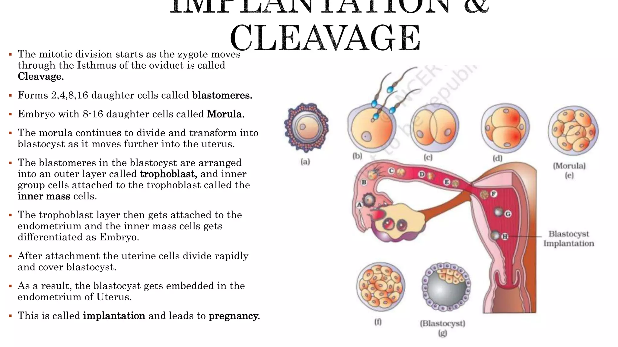 Human reproduction Complete Chapter | PPTX