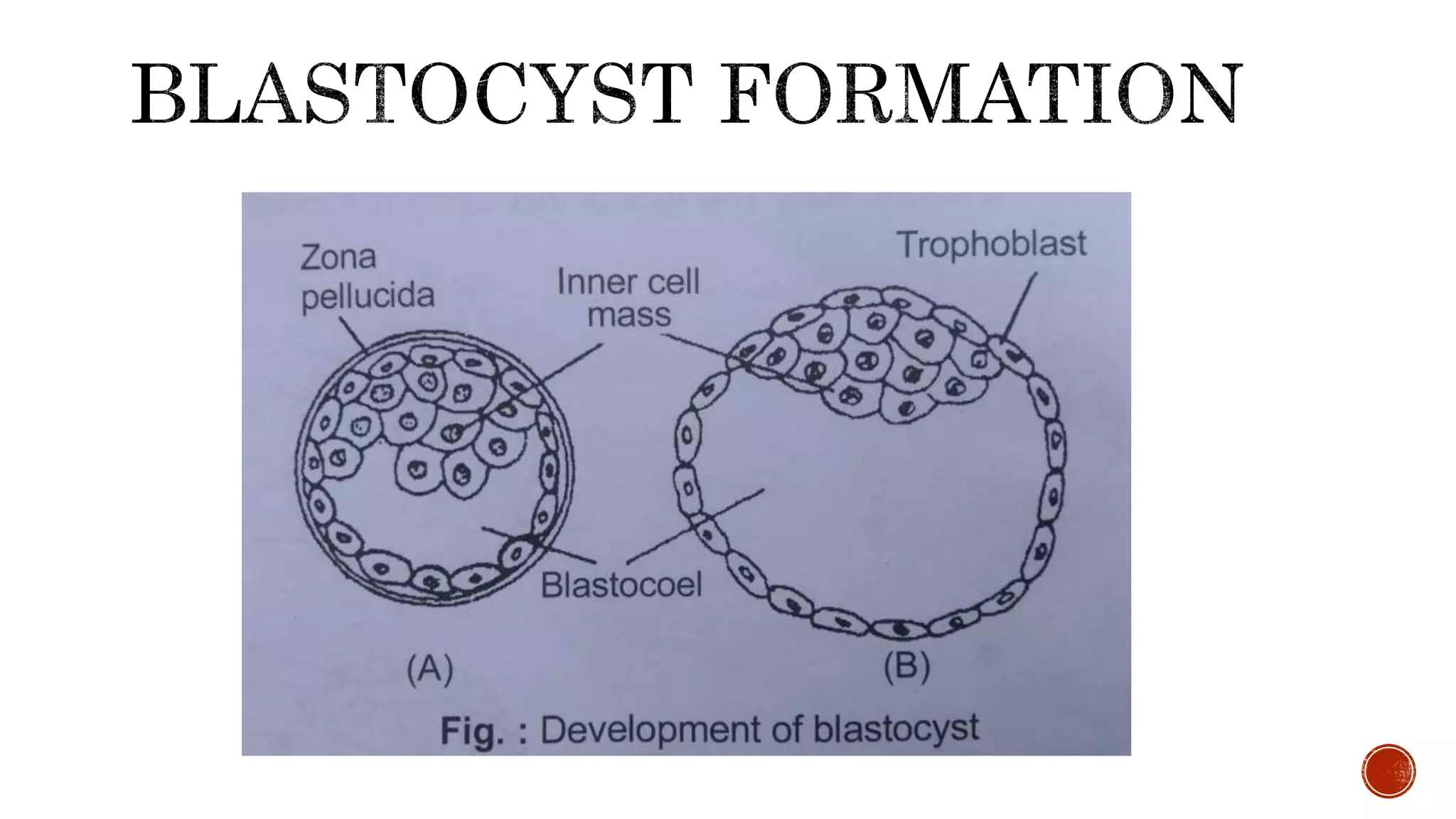 Human reproduction Complete Chapter | PPTX