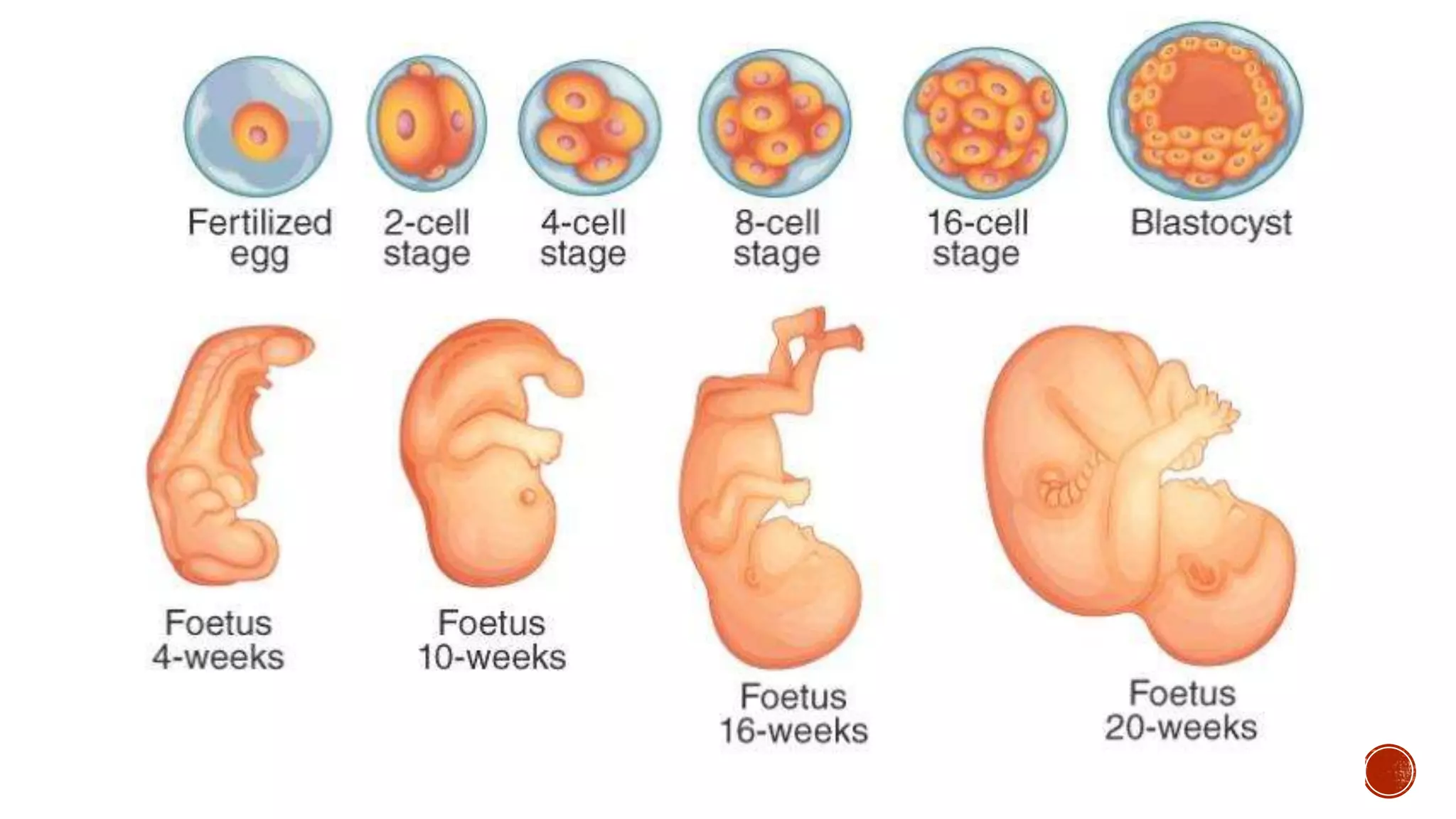 Human reproduction Complete Chapter | PPTX