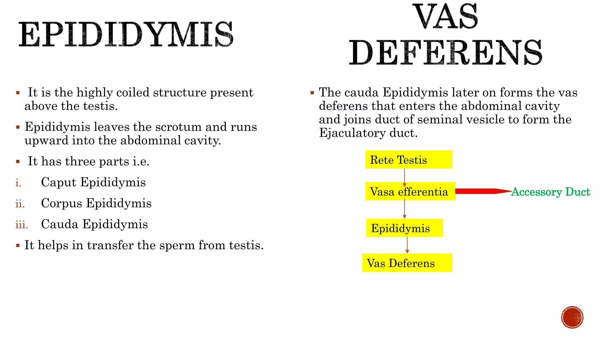 Human reproduction Complete Chapter | PPTX