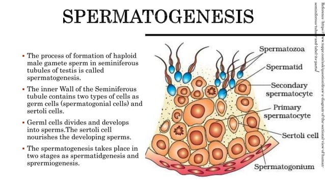 Human reproduction Complete Chapter | PPTX