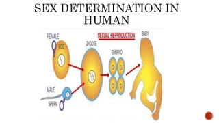 Human reproduction Complete Chapter | PPTX