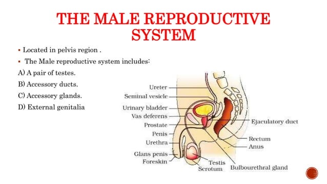Human reproduction Complete Chapter | PPTX