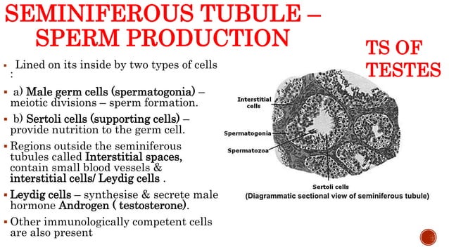 Human reproduction Complete Chapter | PPTX