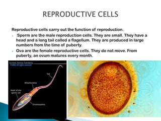 Human reproduction by David | PPT