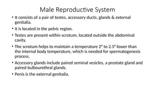 Human reproductive system of a male.pptx
