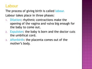 Human reproduction by Nerea and Alicia | PPT