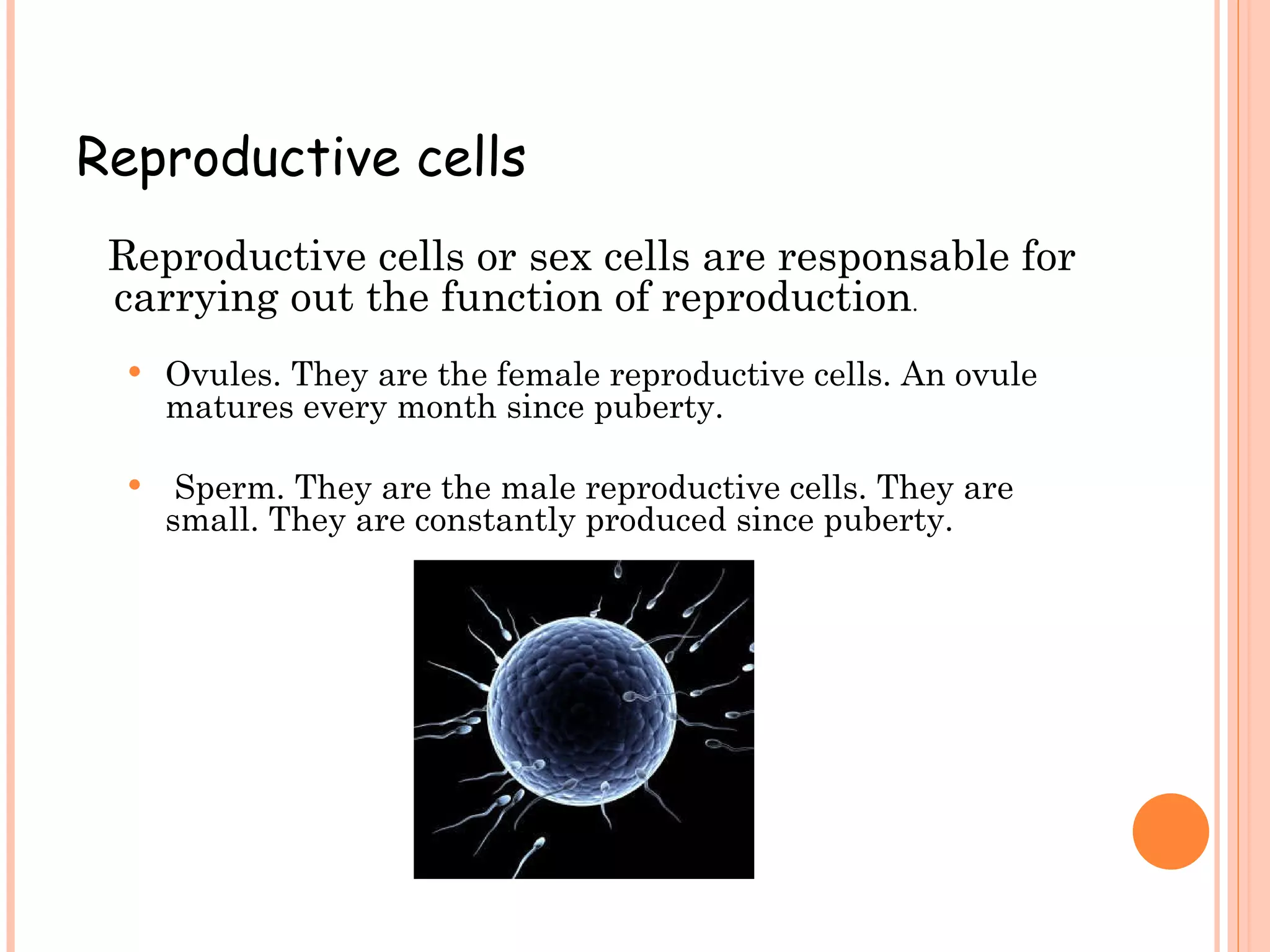 Human Reproduction by Pepe Calvo | PPT