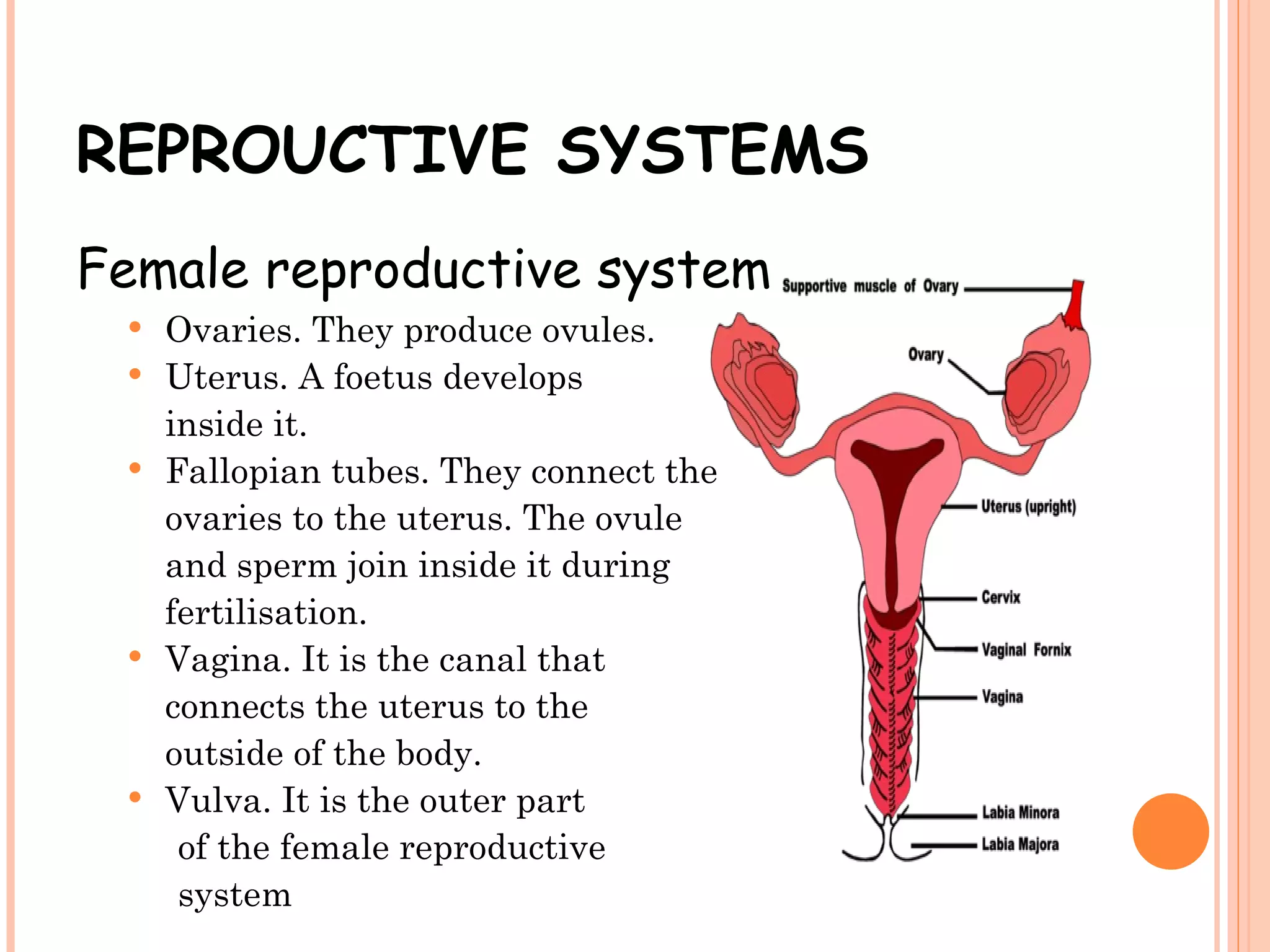 Human Reproduction by Pepe Calvo | PPT