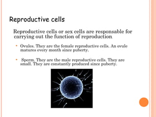 Human Reproduction by Pepe Calvo | PPT