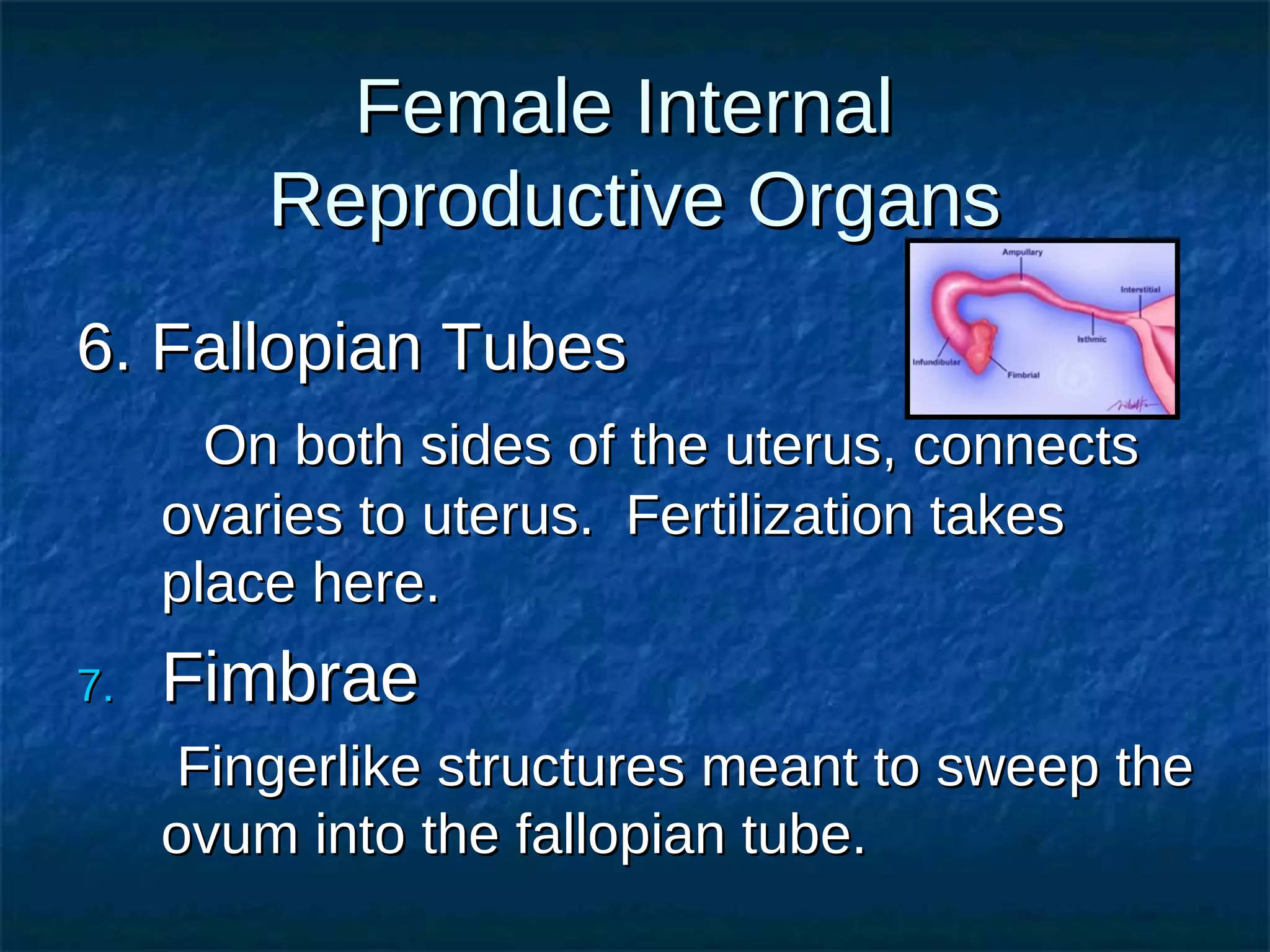 Human reproduction powerpoint | PPT