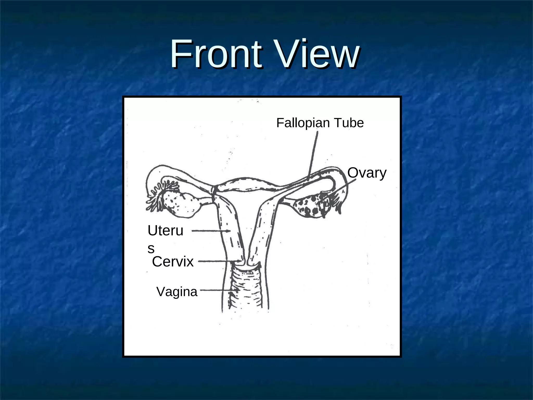 Human reproduction powerpoint | PPT