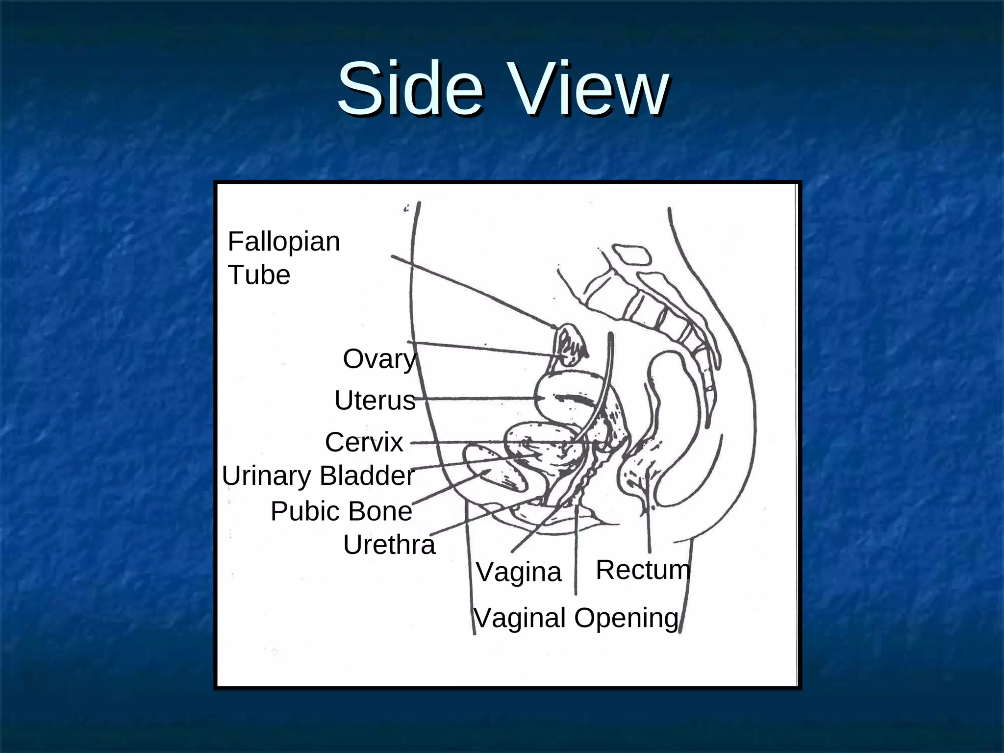 Human reproduction powerpoint | PPT