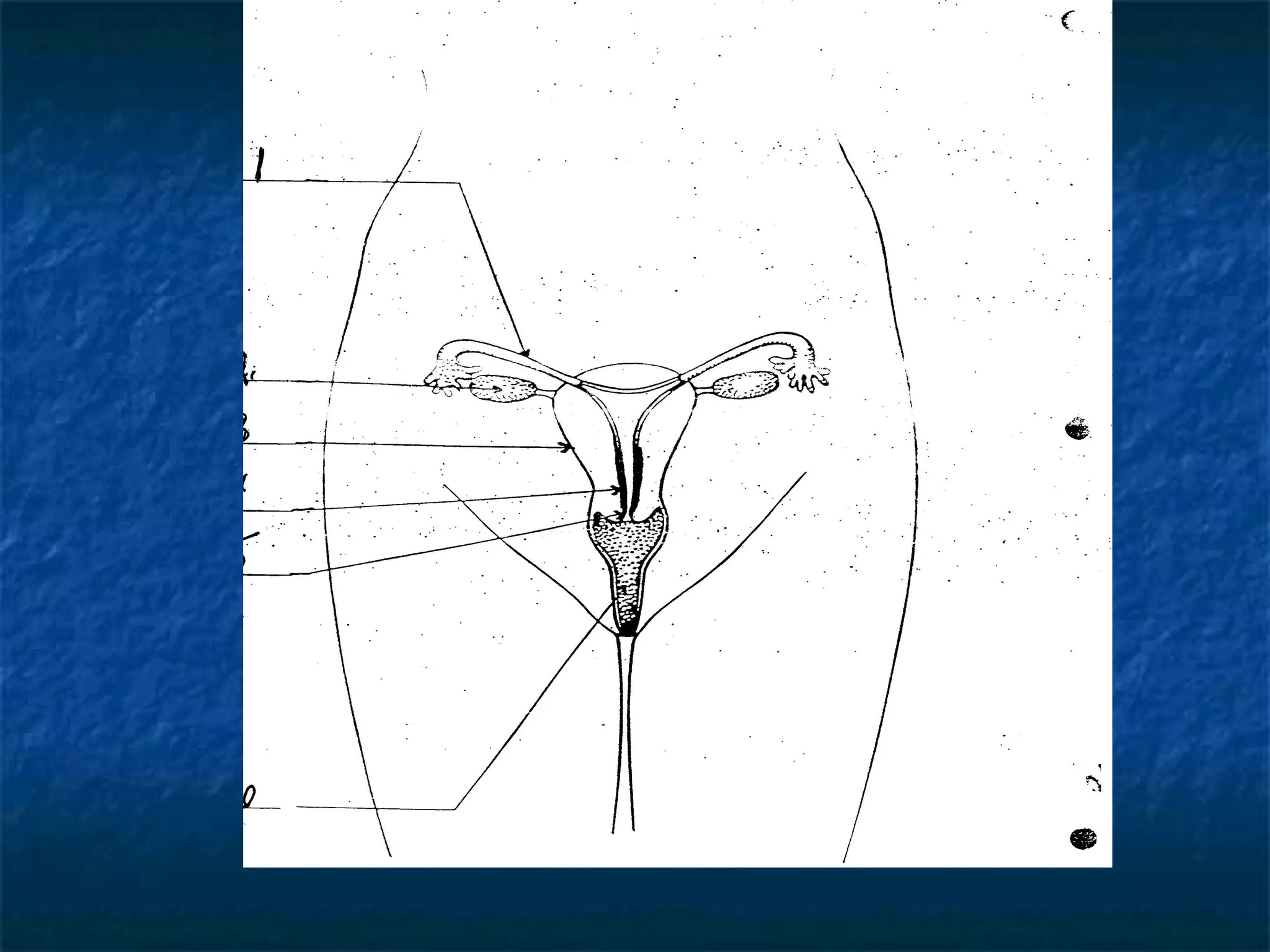Human Reproduction Powerpoint Ppt