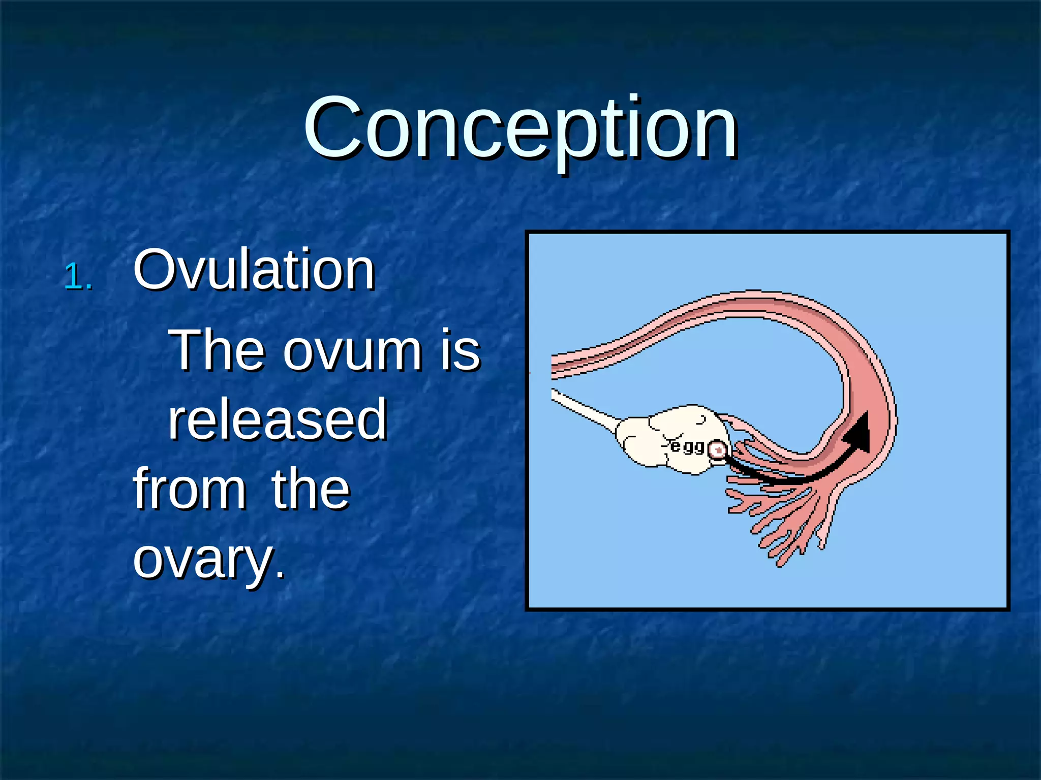 Human reproduction powerpoint | PPT