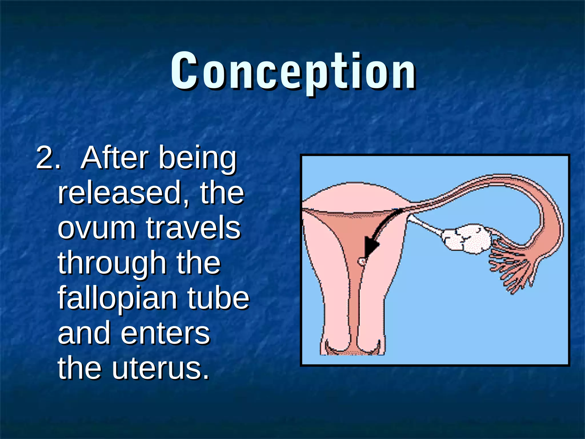 Human reproduction powerpoint | PPT