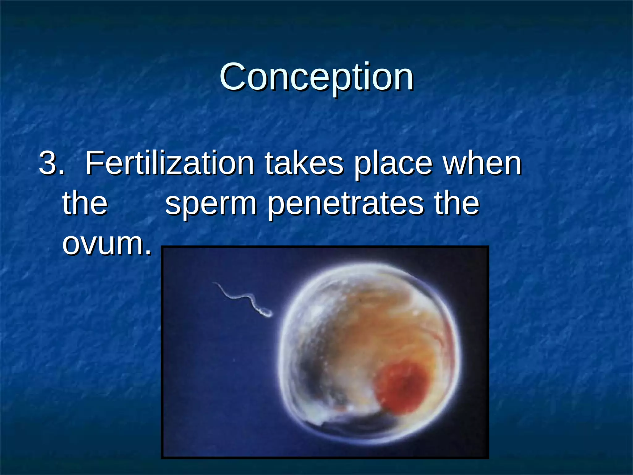 Human reproduction powerpoint | PPT