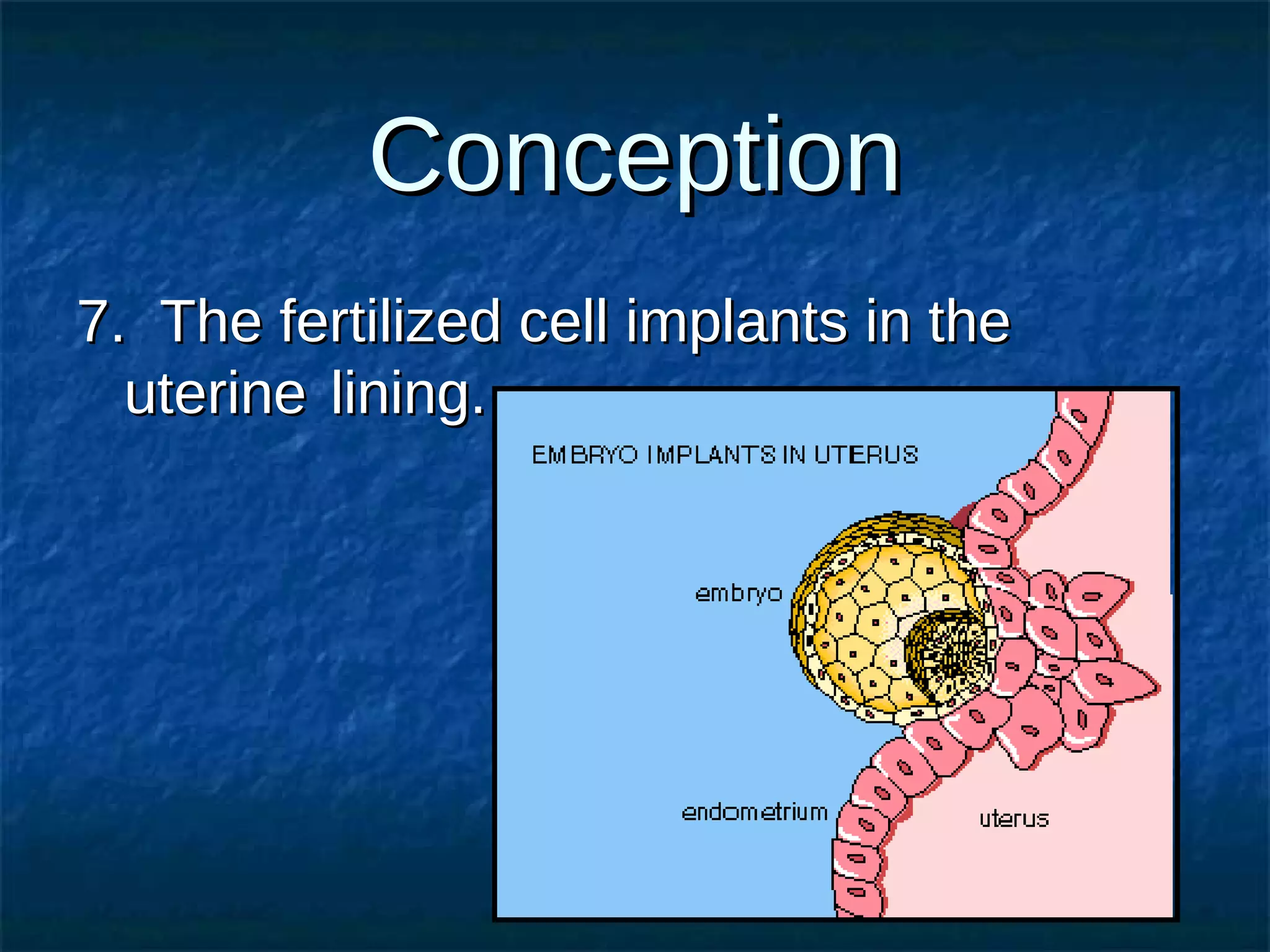 Human reproduction powerpoint | PPT
