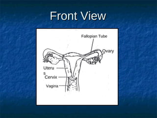 Human reproduction powerpoint | PPT