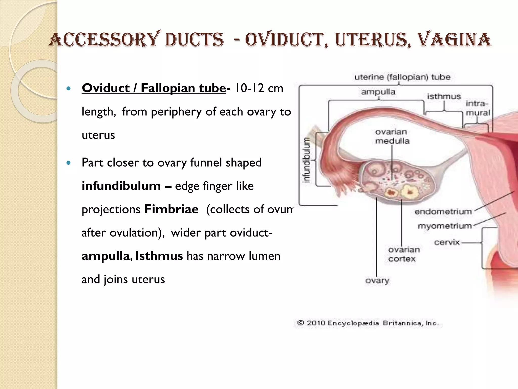 Human Reproduction | PPTX