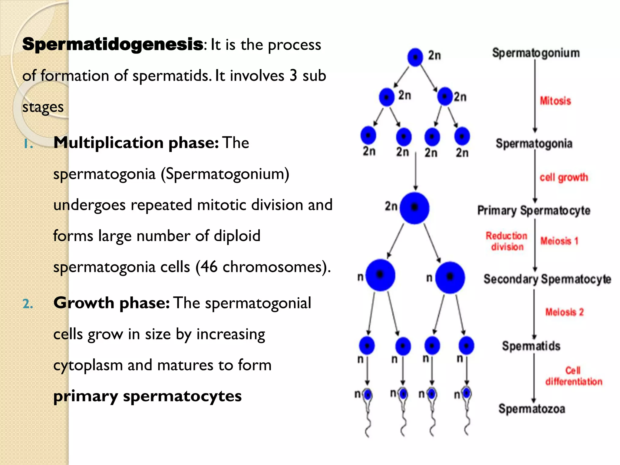 Human Reproduction | PPTX