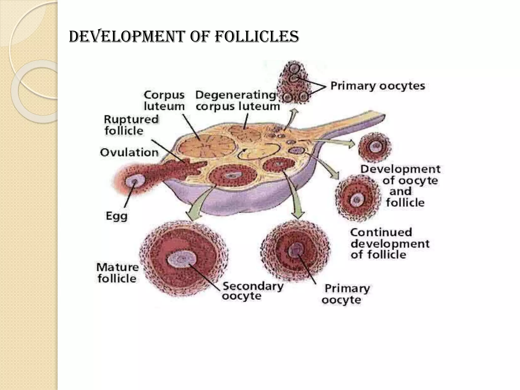 Human Reproduction | PPTX