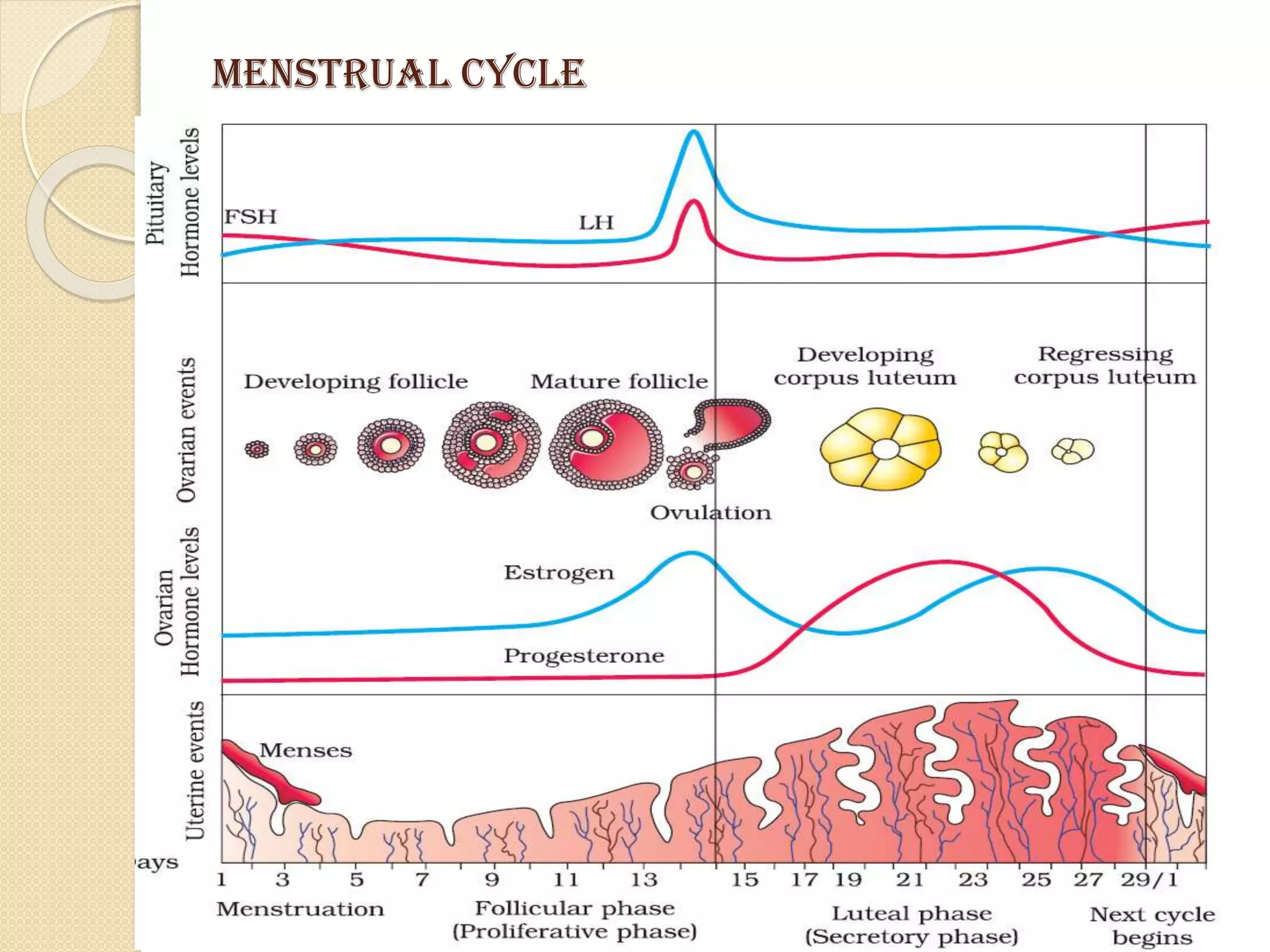 Human Reproduction | PPTX