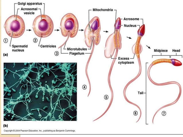Human Reproduction | PPTX