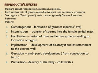 Sexual Reproduction In Humans