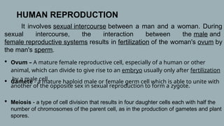 Human Reproduction PPT.pptx Presentation for the Subject Course Human ...
