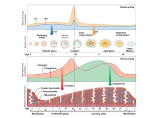 Human reproduction slides (BIOL1408) | PPT