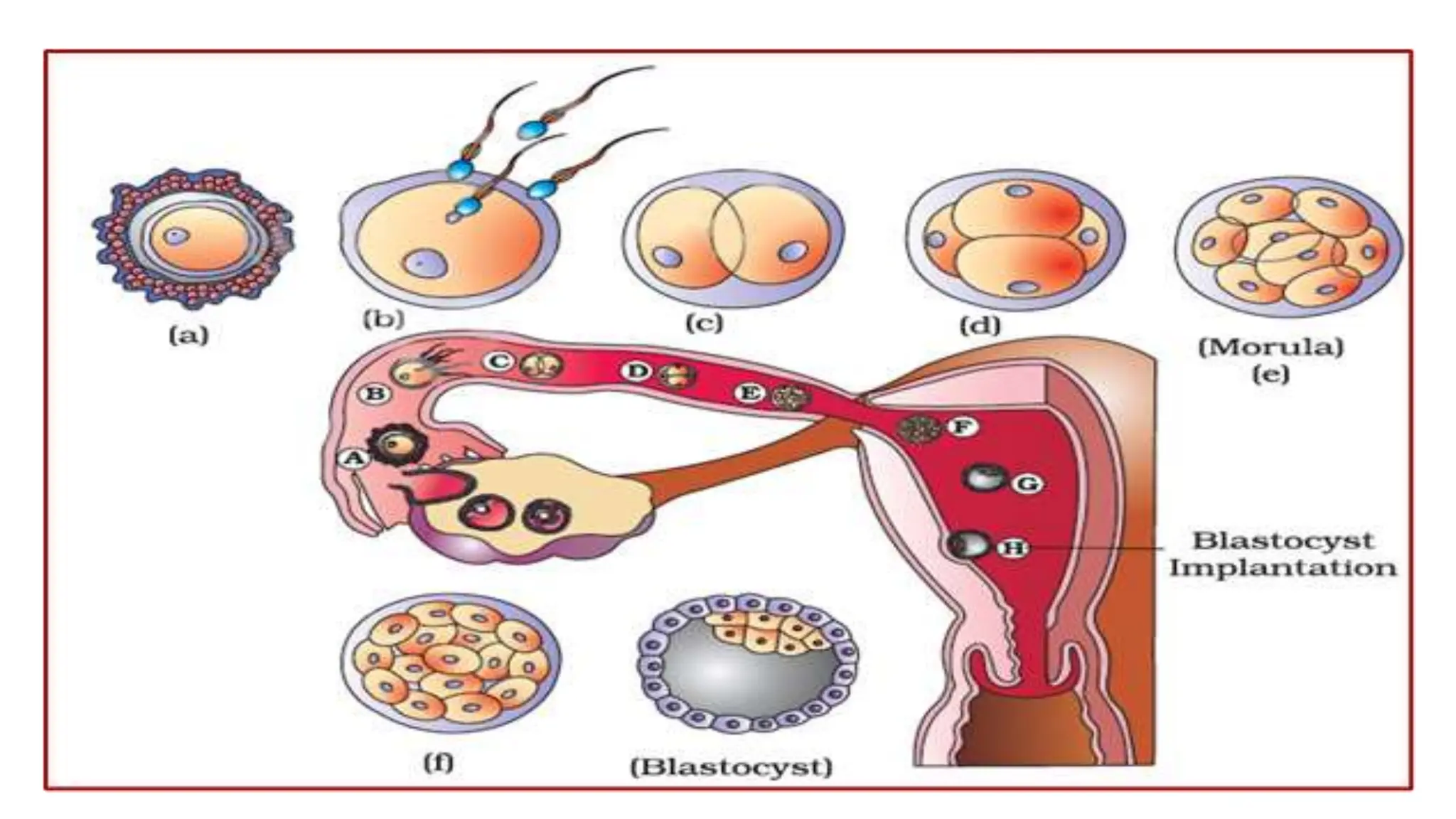 HUMAN REPRODUCTION .pptx class XII Biology | PPTX