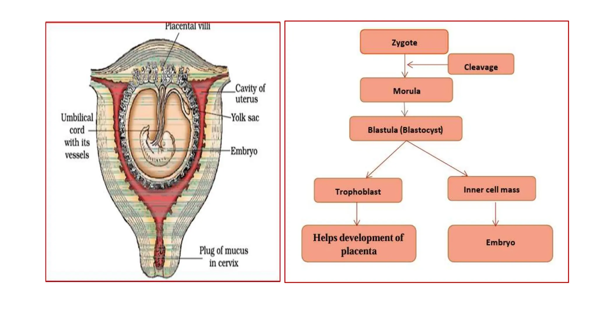 HUMAN REPRODUCTION .pptx class XII Biology | PPTX
